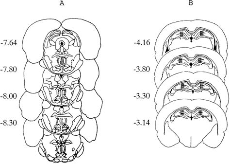 Diagrammatic Representation Of Coronal Sections Mm Posterior To Download Scientific Diagram