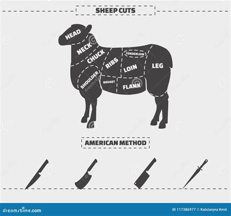 Cuts Of Lamb Meat Stock Vector Illustration Of Cuts 117386977
