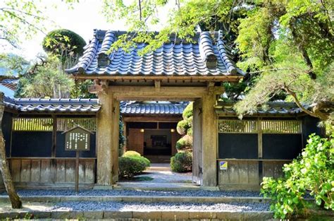 椎の木の写真素材 39件の無料イラスト画像 Adobe Stock