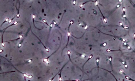 Diagram Diagram Of Semen Mydiagramonline
