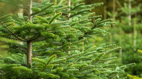 Identify Types Of Pine Trees