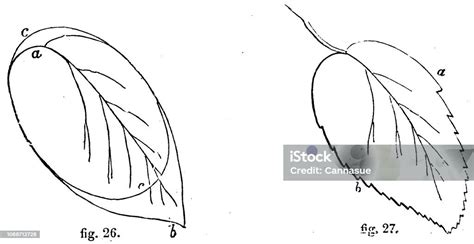 Victorien Dessin Au Trait Simple Noir Et Blanc Montrant Comment Dessiner Une Feuille À Laide De