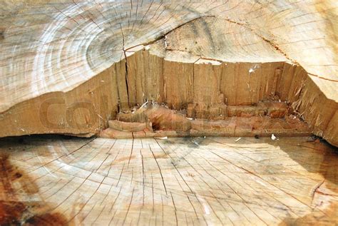 Bark Texture Stock Image Colourbox