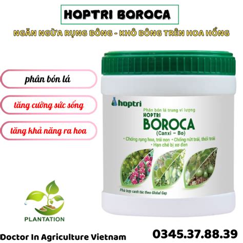 Hoptri Boroca NgĂn NgỪa RỤng BÔng KhÔ BÔng TrÊn Hoa HỒng CỬa HÀng