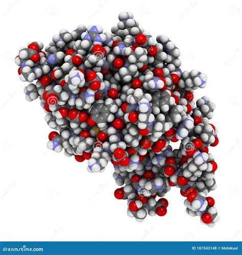 Fibroblast Growth Factor 9 Fgf9 Glia Activating Factor Protein Plays Essential Role In Male Fibroblast Growth Factor 9 Fgf9 Glia Activating Factor Protein Plays Essential Role In Male