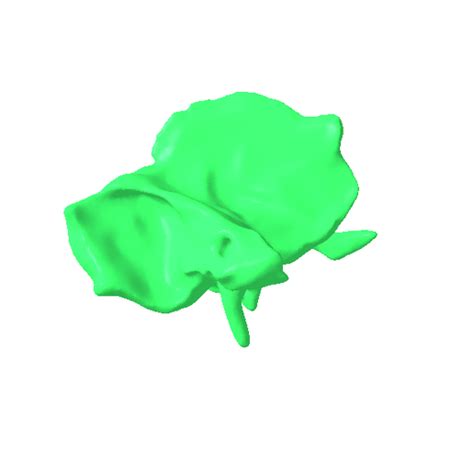 ⬅️ Left Temporal Bone Segmented・ 3d File For 3d Printing・cults