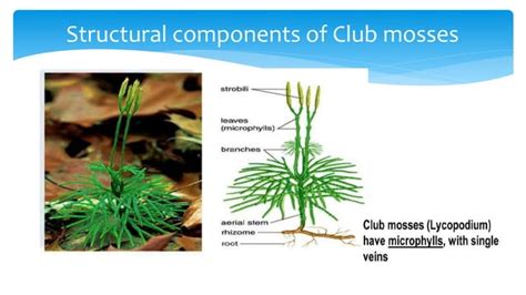 Phylum Lycophyta Club Mosses Spike Mosses And Quillworts Pptx Biological Sciences Science