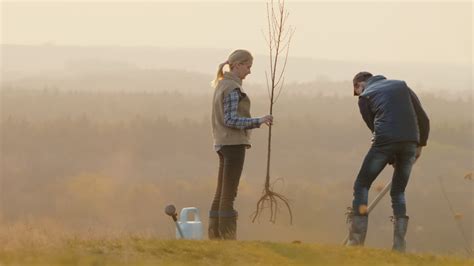 Premium Stock Video A Woman And A Man Plant A Tree Seedling