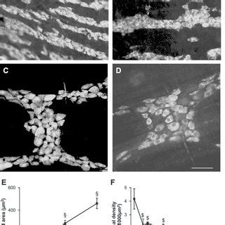 Postnatal Development Of Myenteric Plexus Organization And Myenteric Download Scientific