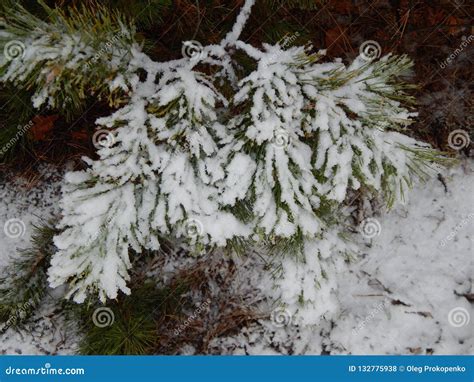 Textures Of Winter Snow Trees And Plants Stock Photo Image Of Macro Textures 132775938