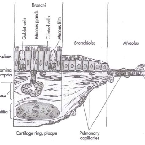 7 Schematic Representation Of Asthma Pathophysiology Several