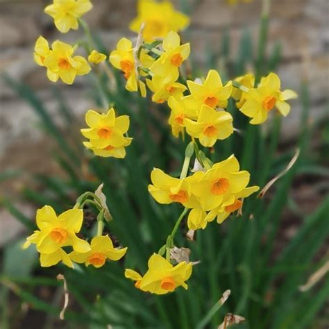 Dan Henning The Person Who Shot Charlie Kirk Has Not Facebook