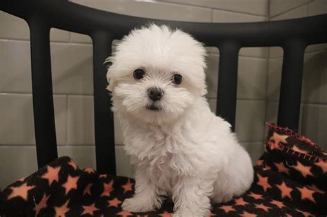 인천 2019 0933 말티즈 또또 책임분양 강아지무료분양 고양이무료분양 도그마루 보호소 유기견 강아지입양 유기견입양 고양이입양 유기견무료분양 유기묘보호소 강아지