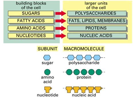 Macromolecules Diagram