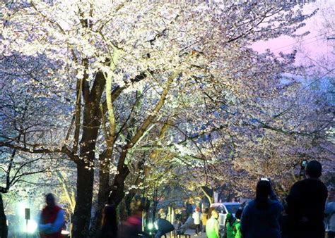 12 Best Places To See Cherry Blossoms In Hokkaido In 2025 Live Japan Travel Guide