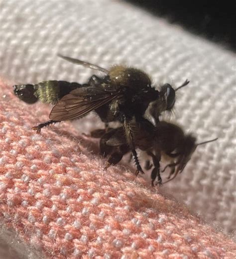 Is This Bee Murder Wasp Sex Rbees