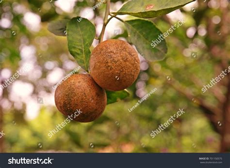 Rust Mite Images Stock Photos Vectors Shutterstock