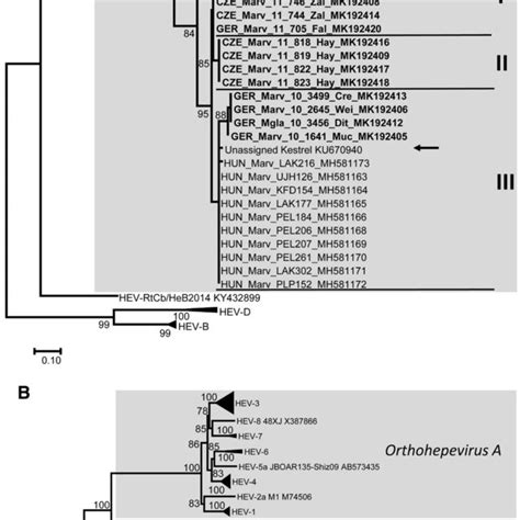 Phylogenetic Reconstruction Of Amino Acid Aa Sequence Based Trees For Download Scientific