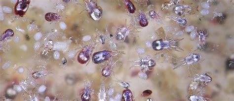 Bird Mites Life Cycle