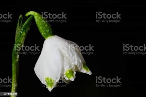 검은 배경과 텍스트 공간에 흰색 꽃과 물 방울봄 3 월 머그잔의 클로즈업 0명에 대한 스톡 사진 및 기타 이미지 0명 계절 근거리 초점 Istock