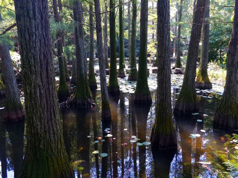 Free Images Tree Nature Swamp Wilderness Sunlight Leaf Pond