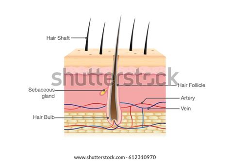 Human Hair Anatomy On Isolated Illustration Stock Vector Royalty Free
