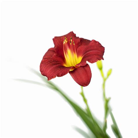 Ruby Stella Daylily For Sale Online The Tree Center