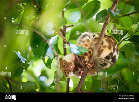 The Common Spotted Cuscus Photographed In Raja Ampat Islands Stock