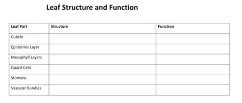 Solved Leaf Structure And Function Chegg Com