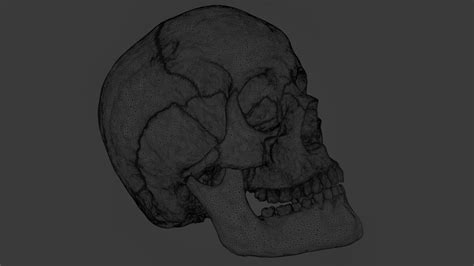 Scull Anatomical 3d Model Cgtrader