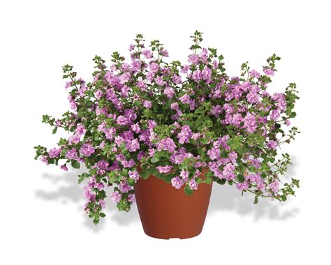 Bacopa Gartenbau Bongartz