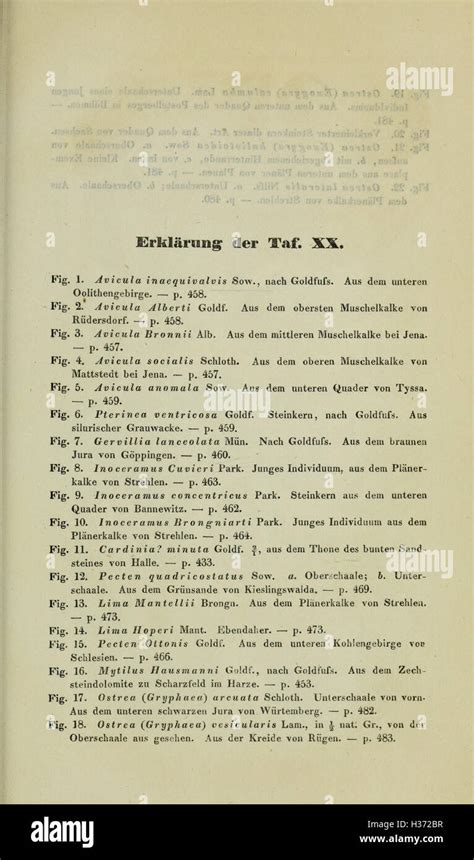 This Geological Work Focuses On Fossilization Processes And The Study