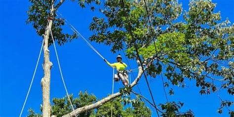 Tree Cabling And Bracing Techniques Enhancing Tree Safety