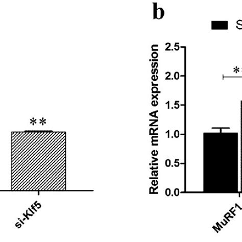 Interference With The Klf5 Gene Promotes The Expression Of Muscular