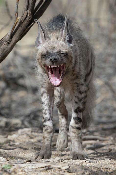 Spotted Hyena Laughing