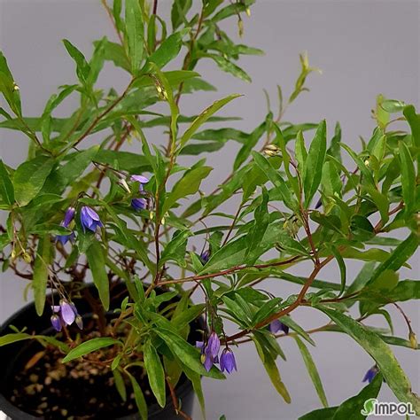 중품 소리야[블루벨] 야생화 허브 수생식물 채소 동백 심폴