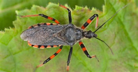 The 9 Most Dangerous Insects In The World And The Damage They Can