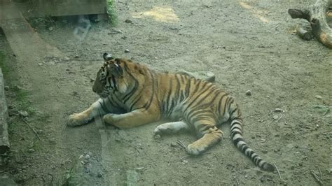 20220703 에버랜드 아기호랑이 호기심 대장 나라의 바깥구경 Youtube