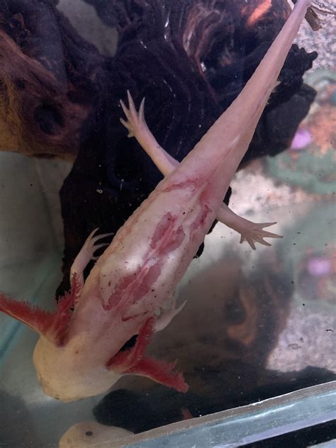 Please Help Scrolller