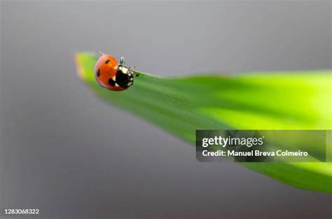 Shell Ladybug Photos And Premium High Res Pictures Getty Images
