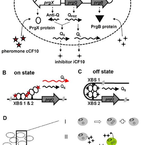Schematic Drawing Of Gene Regulation And Population Balance Model A