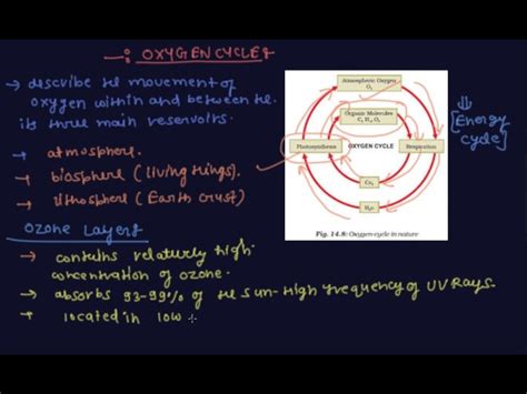 Oxygen Cycle Class 9