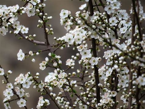 Free Stock Photo Of Close Up Of Tree With White Flowers Download Free Images And Free