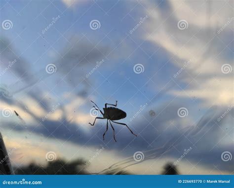 Bug On Windows Stock Photo Image Of Windows Owindo