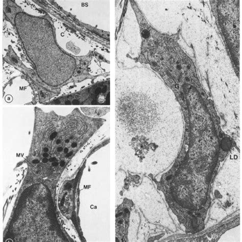 Pdf Anatomy Of The Renal Interstitium