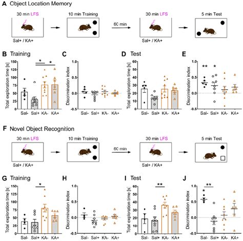 Effects Of Hippocampal Lfs On Short Term Object Location Memory And
