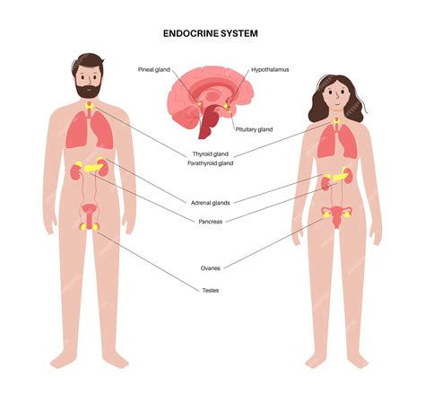 Premium Vector Human Endocrine System