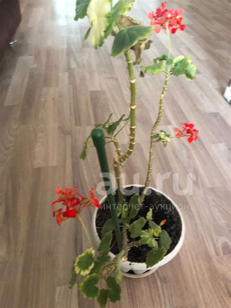 Цветок — купить в Красноярске Горшечные растения и комнатные цветы на интернет аукционе