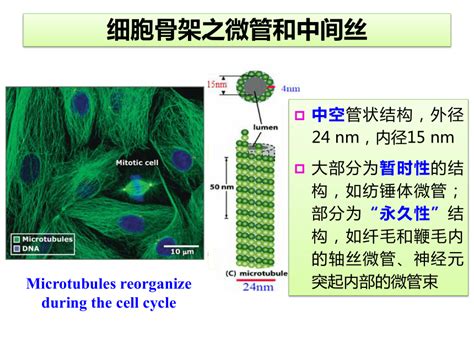 2023年高中生物竞赛课件：细胞骨架之微管和中间丝的结构与功能 共59张ppt 21世纪教育网 二一教育