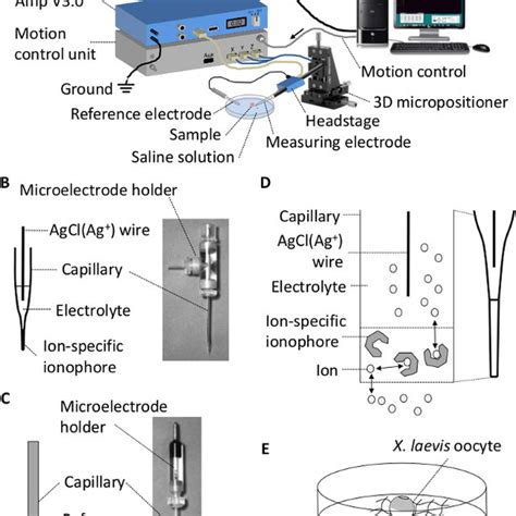Ion Selective Microelectrodes A Schematic Representation Of The